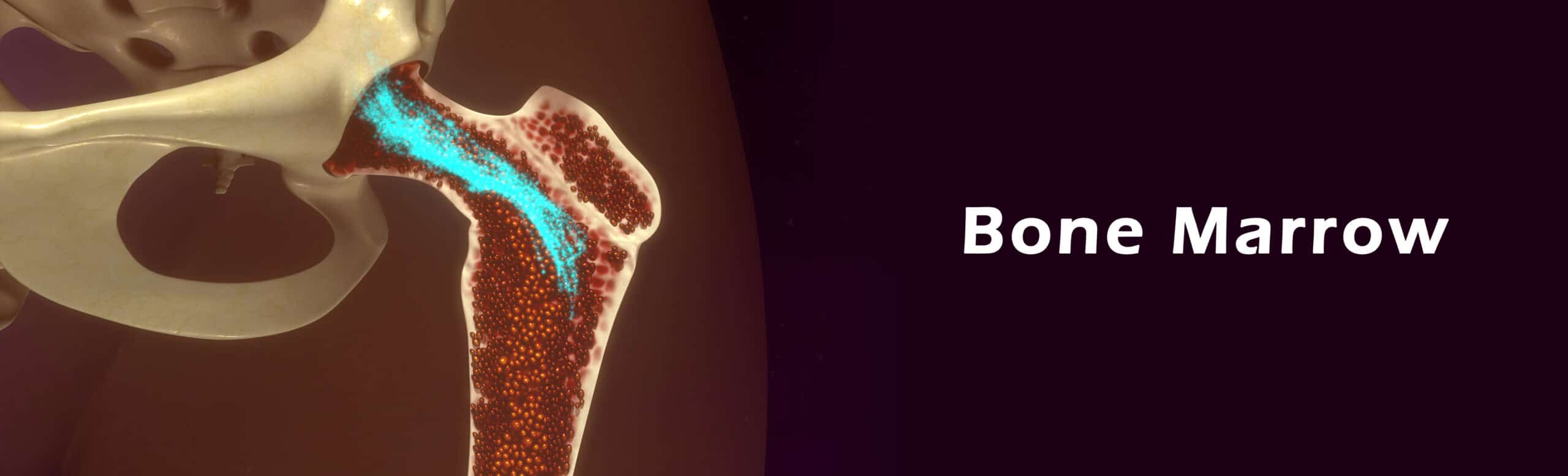 Lymphatic System - Staying Alive