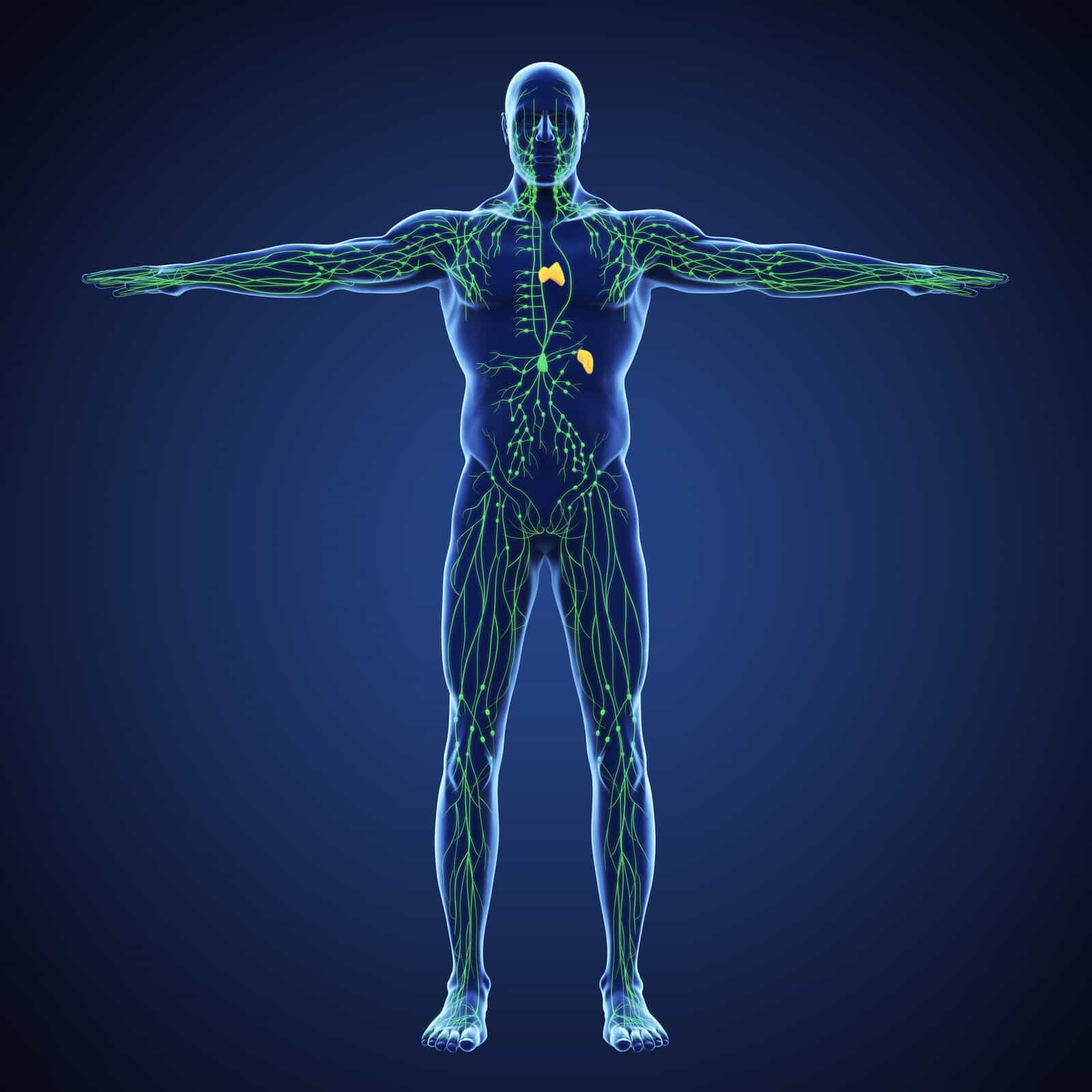 Lymphatic System - Staying Alive