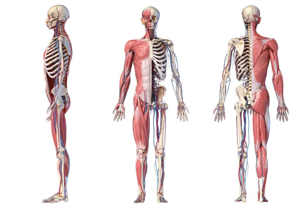 Muscular System Resources - Staying Alive