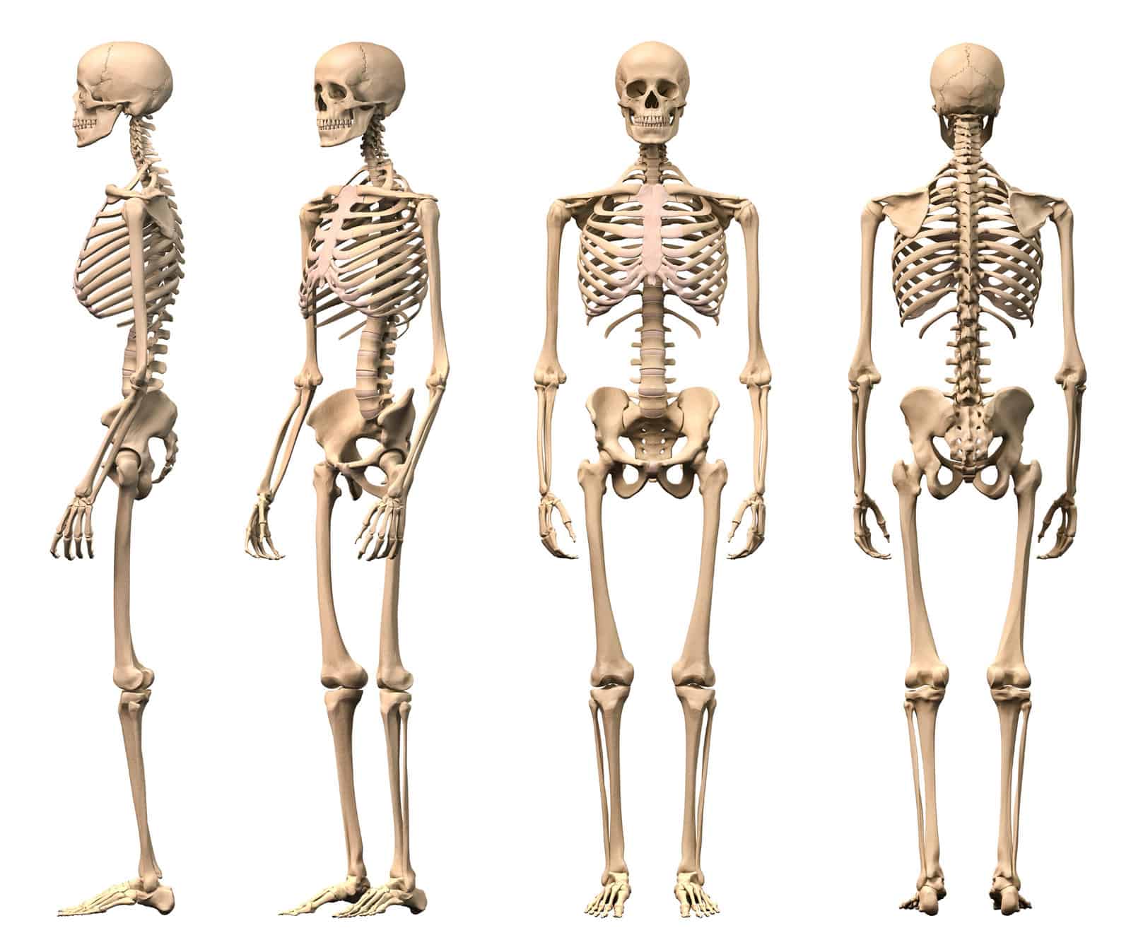 Skeletal System Resources Staying Alive Skeletal System Resources Staying Alive